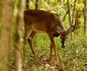 Is a Deer a Consumer? Understanding Deer's Ecological Role - Explore ...