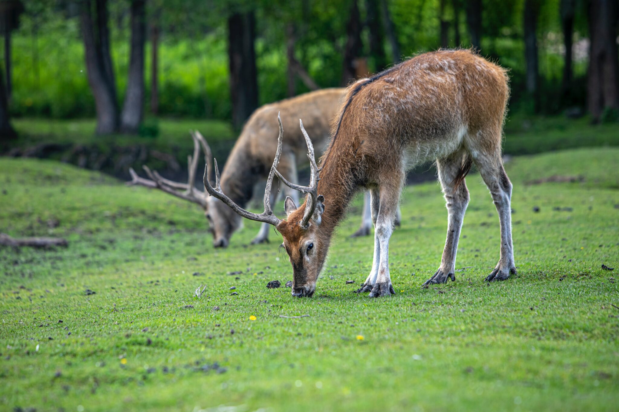 Do Deer Eat Mice? Investigating Their Dietary Preferences - Explore the ...