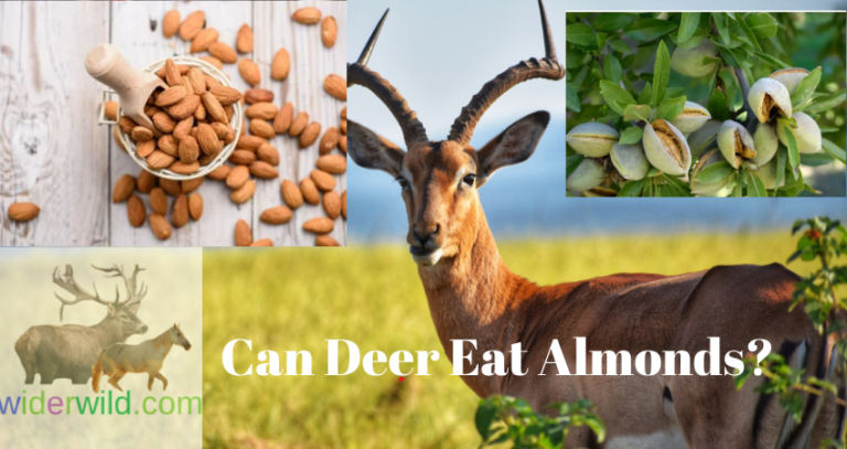 Can Deer Eat Almonds? Insights into Their Nutritional Choices - Explore ...