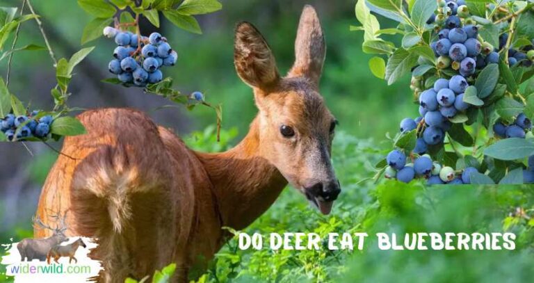 Do Deer Eat Blueberries? - Explore the Best Outdoor Gear, Animal Guides ...