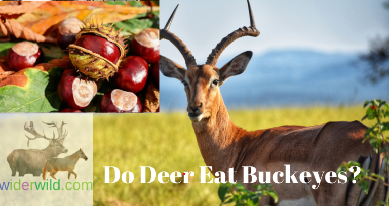 Do Deer Eat Buckeyes? A Closer Look at Their Nut Consumption - Explore ...