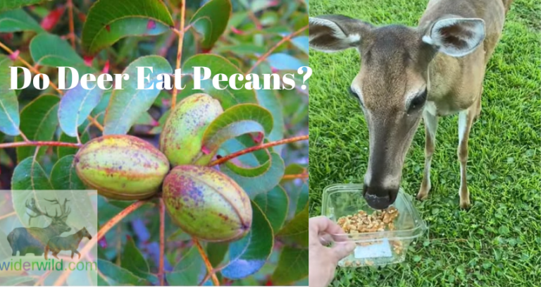 Do Deer Eat Pecans? Nutritional Choices of Deer - Explore the Best ...