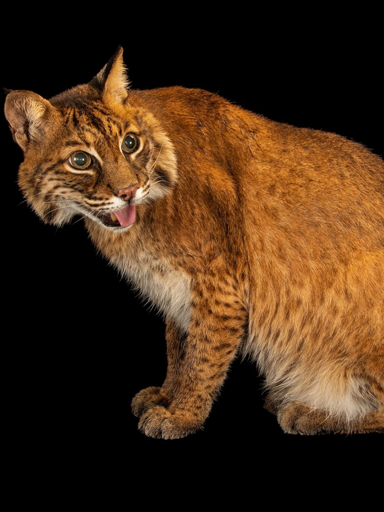 Are Deer Scared of Bobcats? Discover the Surprising Truth! - Explore ...