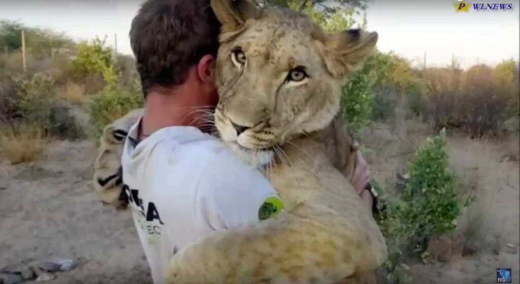 Are Lions Dangerous to Humans? Facts About Lion Attacks - Explore the ...