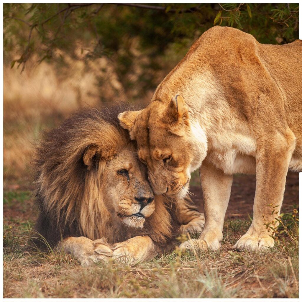 Are Lions Monogamous - widerwild.com