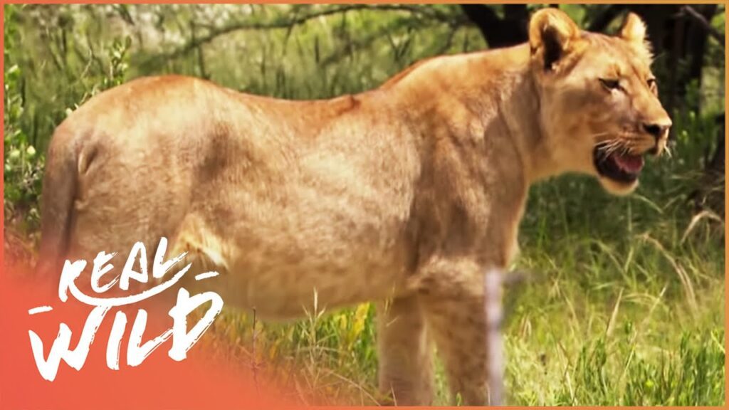 Can a Scorpion Kill a Lion - Explore the Best Outdoor Gear, Animal ...