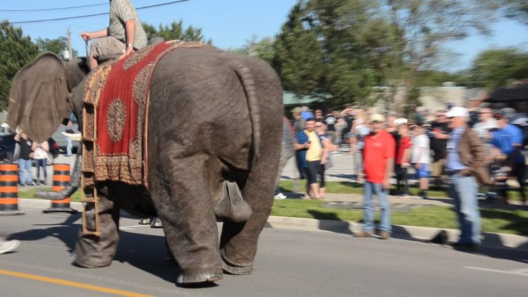 Can Elephants Walk Backwards - Explore the Best Outdoor Gear, Animal ...