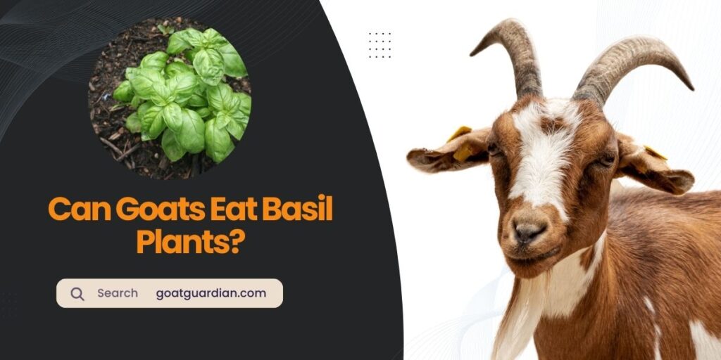 Can Goats Eat Basil - Explore the Best Outdoor Gear, Animal Guides, and ...