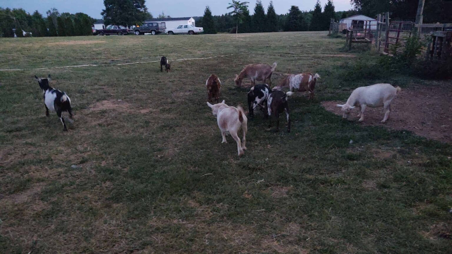 Can Goats Eat Cauliflower - Explore the Best Outdoor Gear, Animal ...
