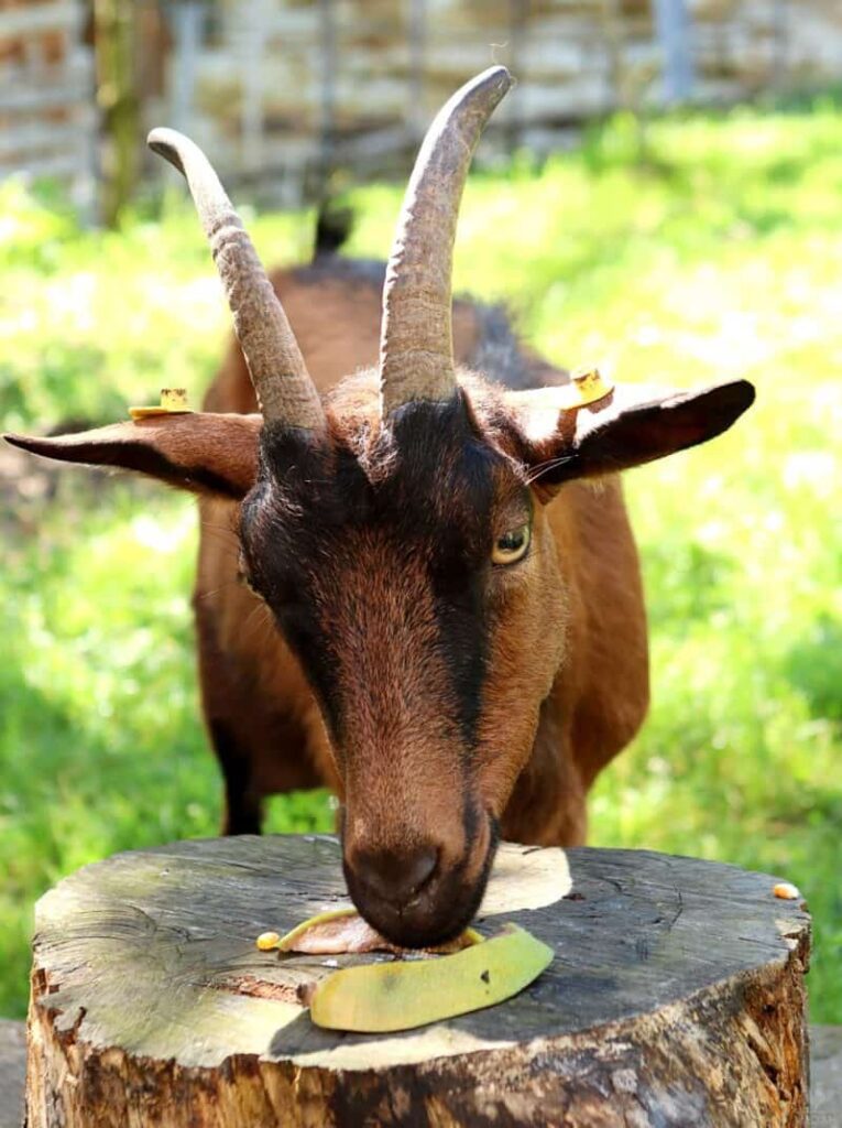 Can Goats Eat Mango - Explore the Best Outdoor Gear, Animal Guides, and ...