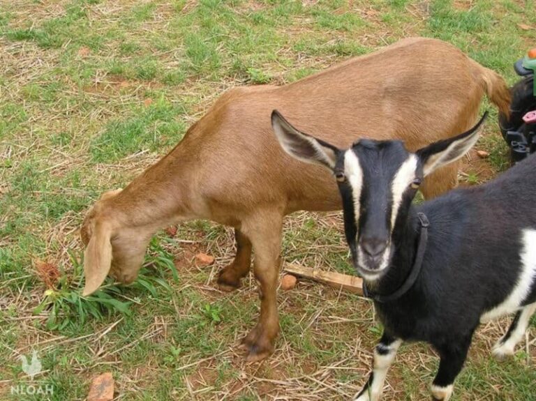 Can Goats Eat Maple Leaves - Explore the Best Outdoor Gear, Animal ...