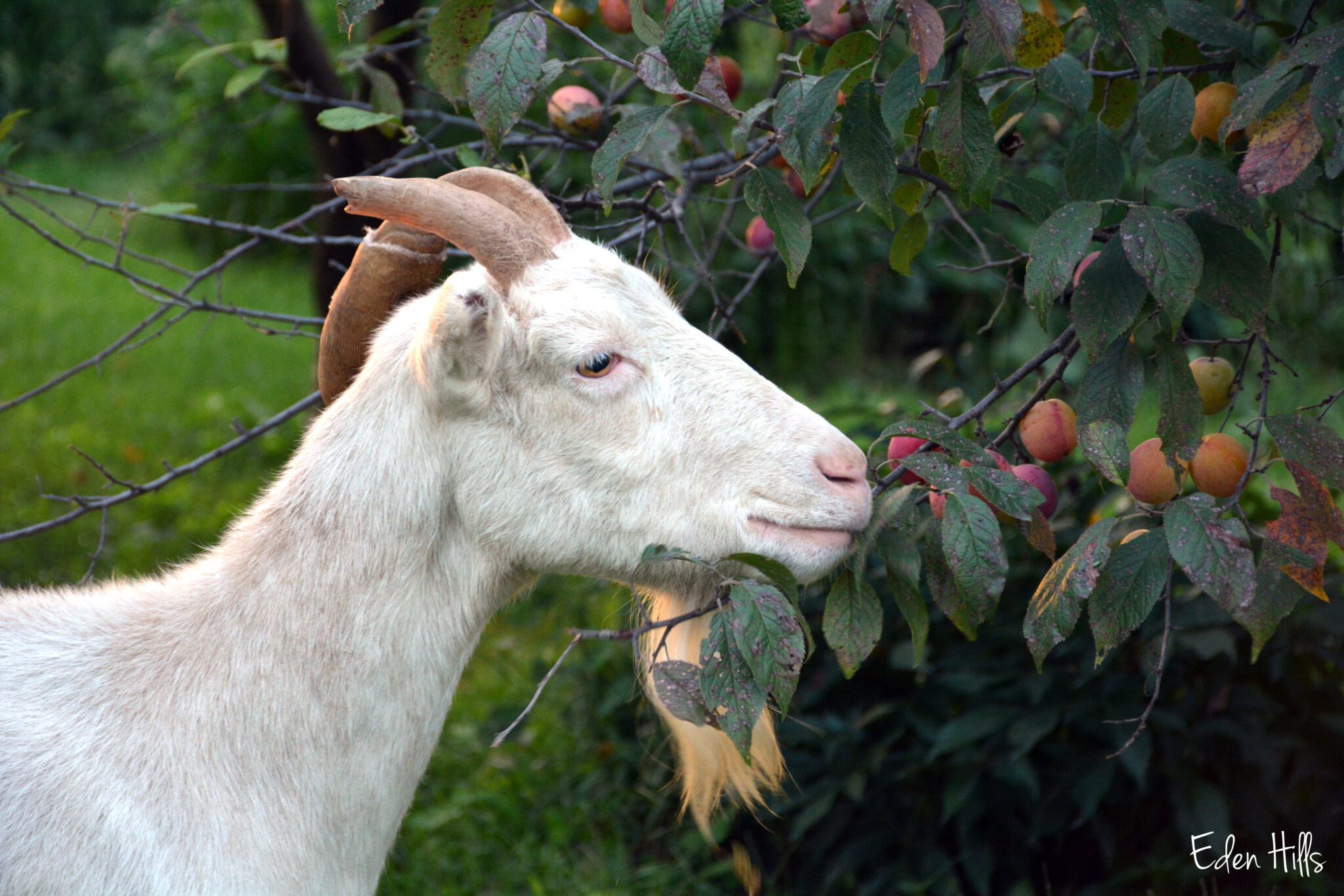 Can Goats Eat Plums - Explore the Best Outdoor Gear, Animal Guides, and ...