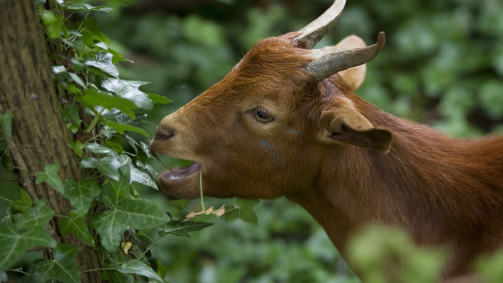 Can Goats Eat Poison Oak - widerwild.com
