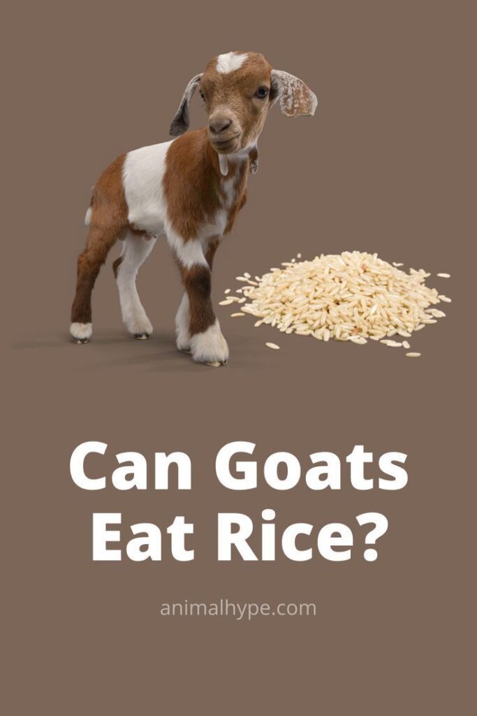 Can Goats Eat Rice - Explore the Best Outdoor Gear, Animal Guides, and ...