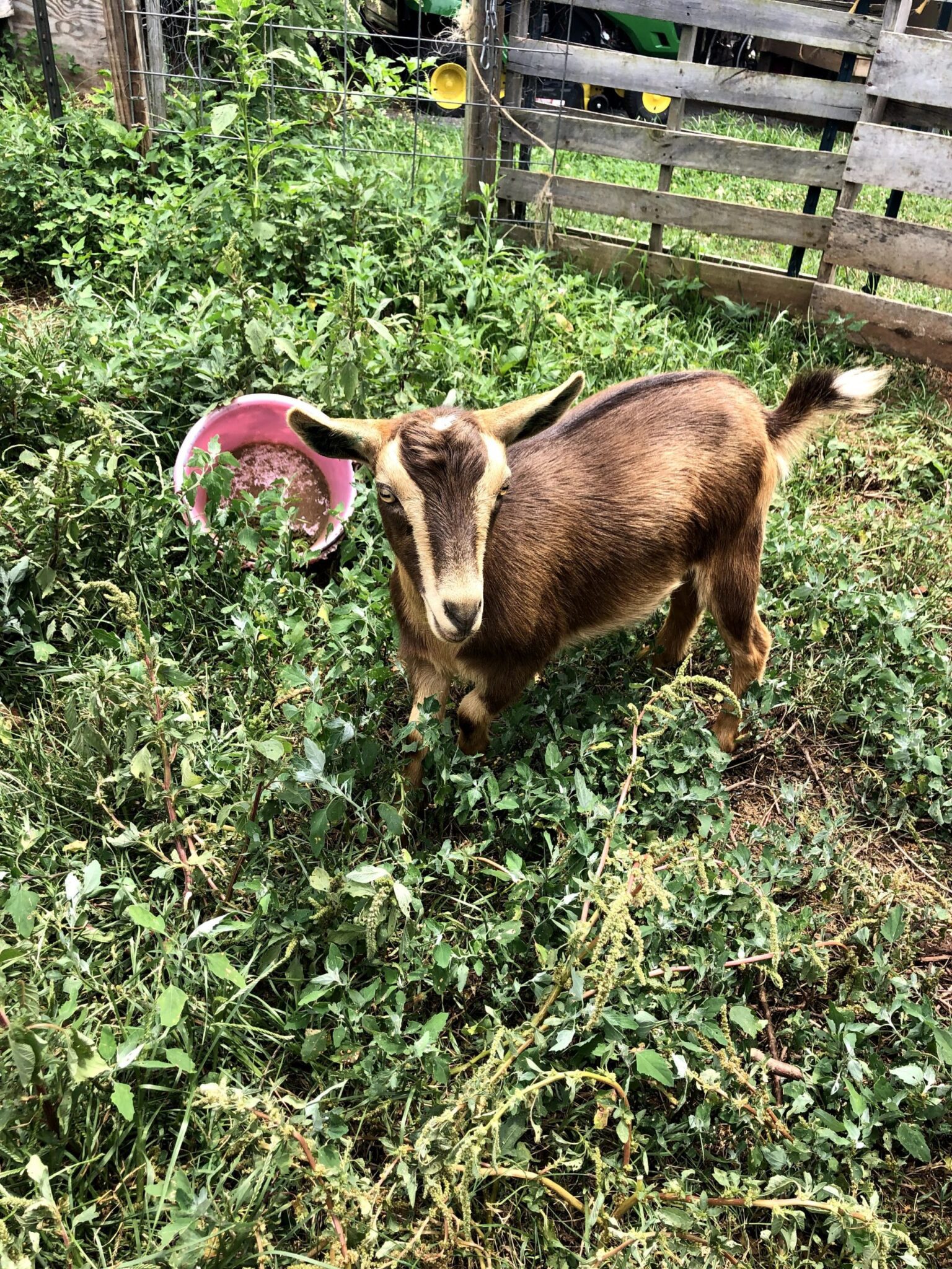 Can Goats Eat Tomatoes - Explore the Best Outdoor Gear, Animal Guides ...