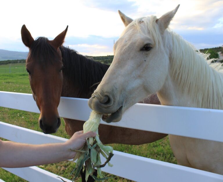 Can Horses Eat Corn on the Cob - Explore the Best Outdoor Gear, Animal ...