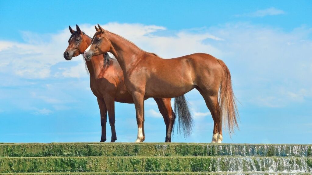 Can Horses Go down Stairs - Explore the Best Outdoor Gear, Animal ...