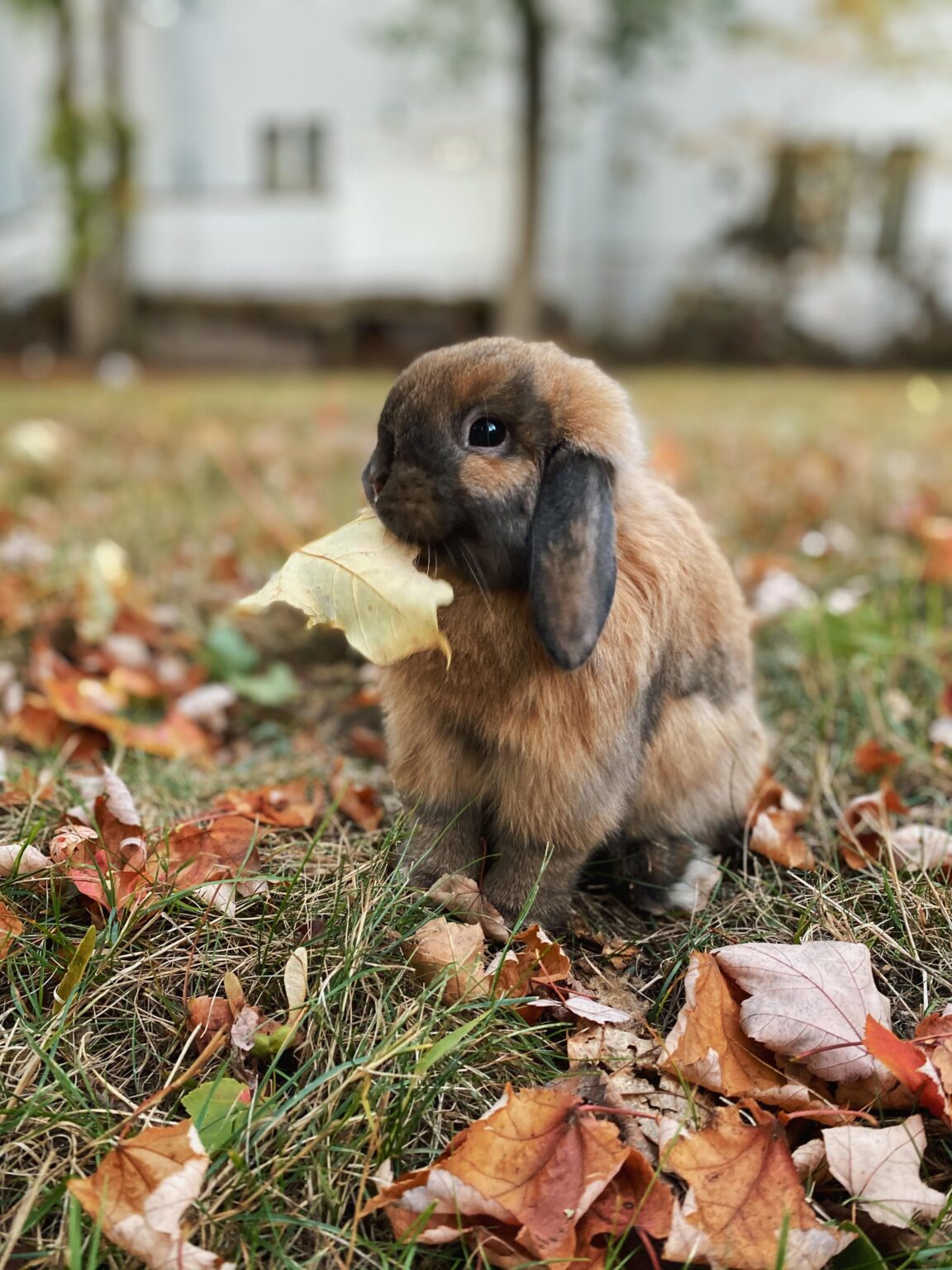 Can Rabbits Eat Maple Leaves - Explore the Best Outdoor Gear, Animal ...