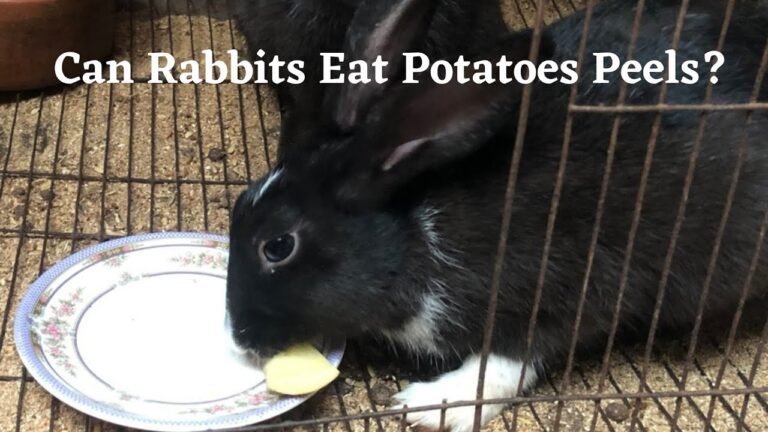 Can Rabbits Eat Potato Peels - Explore the Best Outdoor Gear, Animal ...