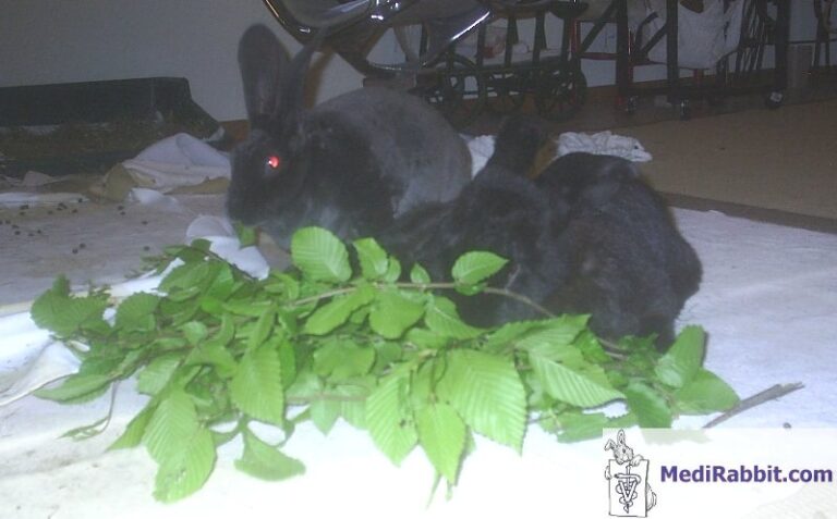 Can Rabbits Eat Tree Leaves? Safe Varieties & Toxic Risks - Explore the ...