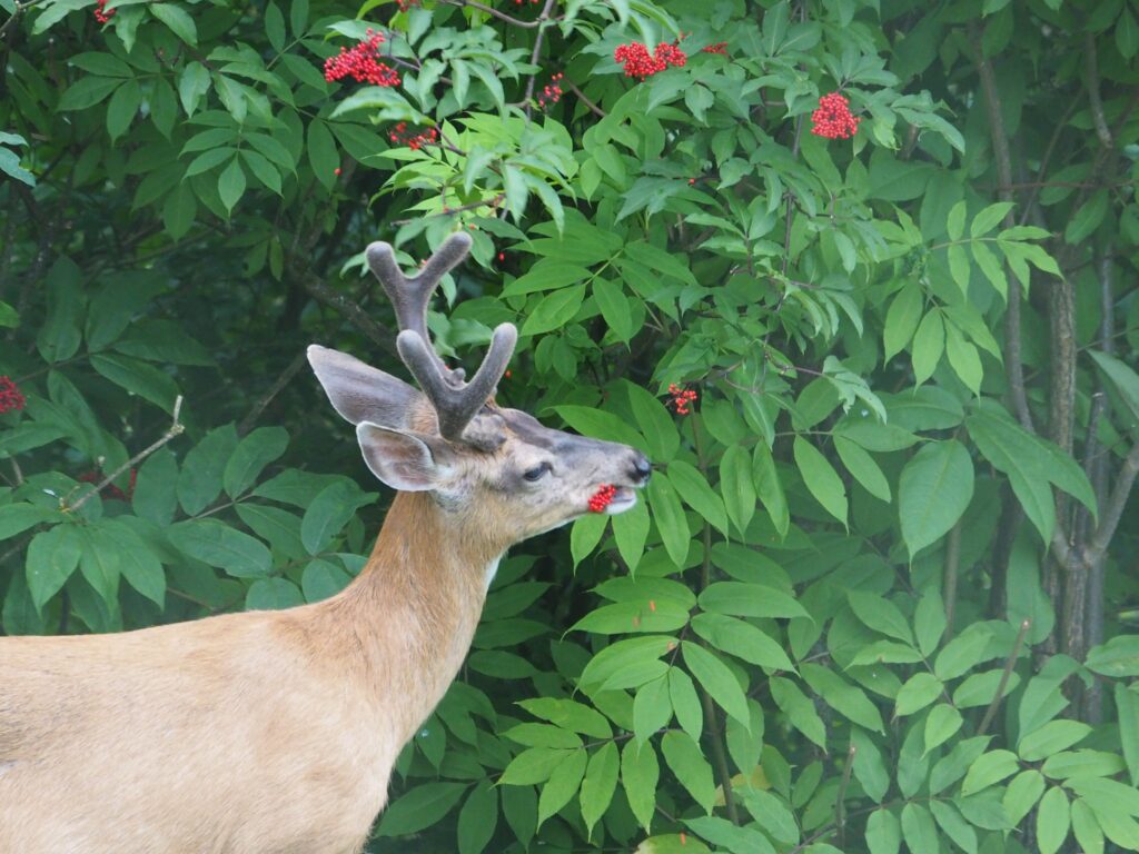 Do Deer Eat Elderberry Plants - Explore the Best Outdoor Gear, Animal ...