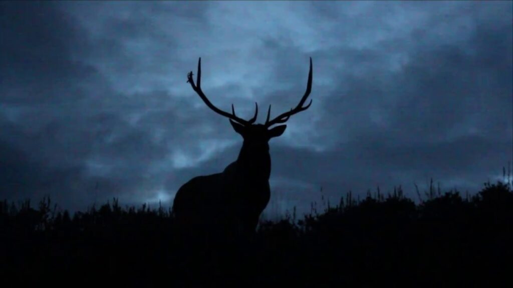 Do Elk Bugle at Night - Explore the Best Outdoor Gear, Animal Guides ...