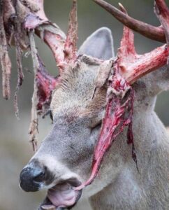 Do Elk Eat Meat? - Explore the Best Outdoor Gear, Animal Guides, and ...