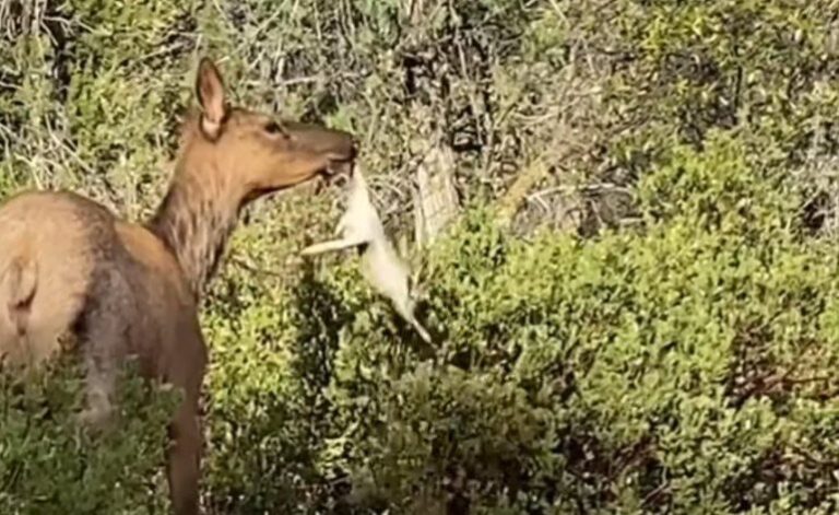 Do Elk Eat Rabbits? - Explore the Best Outdoor Gear, Animal Guides, and ...