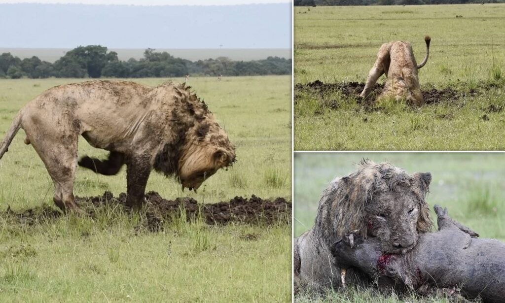 Do Lions Dig Their Own Grave - Explore the Best Outdoor Gear, Animal ...