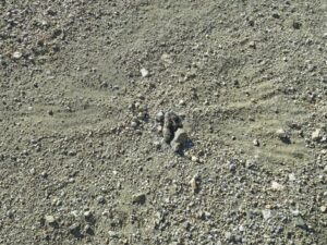 Do Mountain Lions Bury Their Poop - Explore the Best Outdoor Gear ...