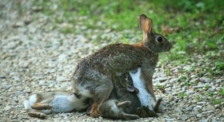 Do Rabbits Die After Mating - Explore the Best Outdoor Gear, Animal ...