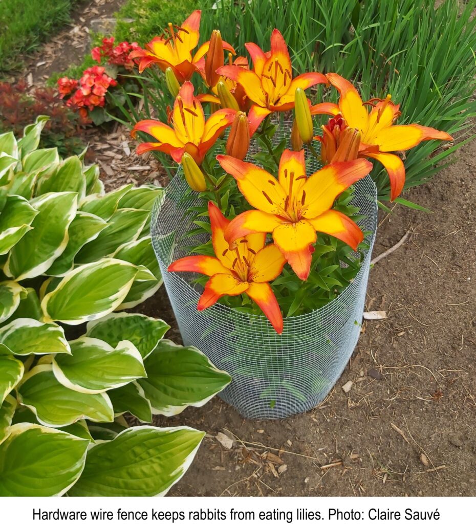 Do Rabbits Eat Asiatic Lilies - Explore the Best Outdoor Gear, Animal ...