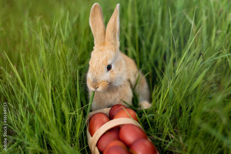 Do Rabbits Eat Eggs - Explore the Best Outdoor Gear, Animal Guides, and ...