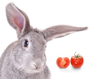 Do Rabbits Eat Tomatoes - Explore the Best Outdoor Gear, Animal Guides ...