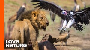 Do Vultures Eat Lions - Explore the Best Outdoor Gear, Animal Guides ...