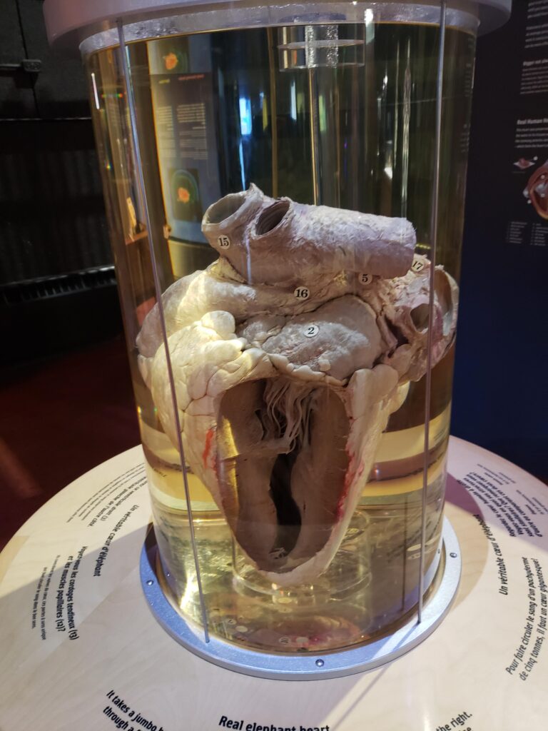 How Big is an Elephant Heart - Explore the Best Outdoor Gear, Animal ...