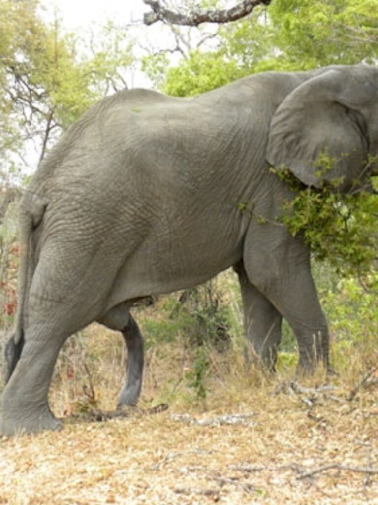How Big is an Elephant Penis - Explore the Best Outdoor Gear, Animal ...