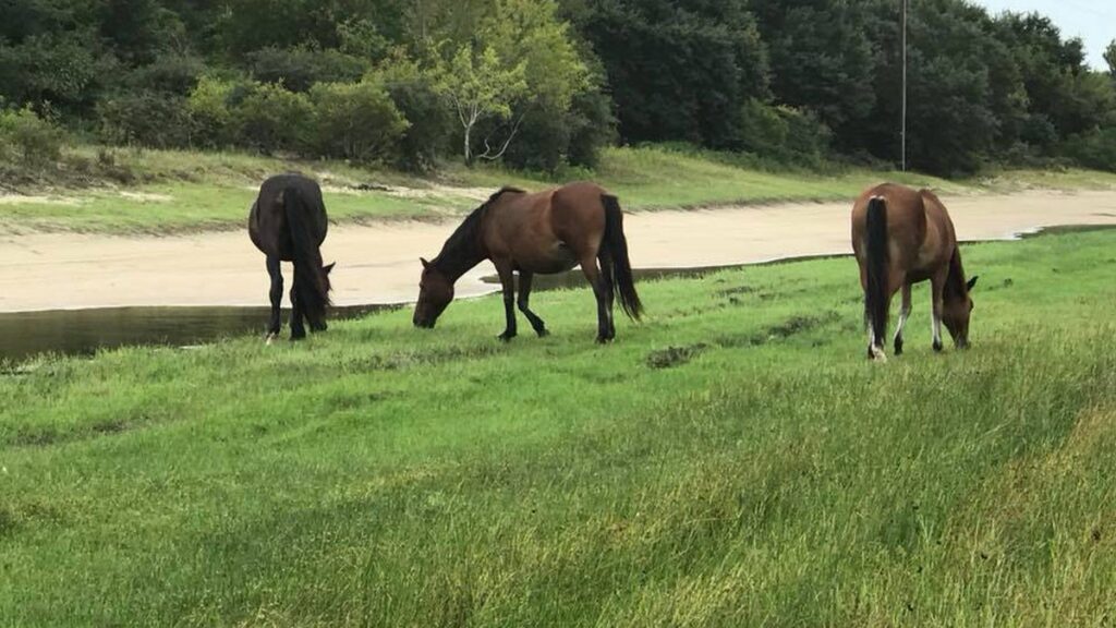 How Do Horses Survive in the Wild - Explore the Best Outdoor Gear ...