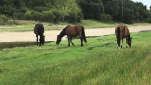 How Do Horses Survive in the Wild - Explore the Best Outdoor Gear ...