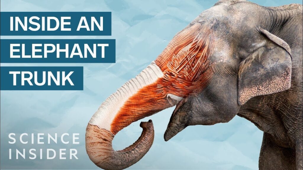 How Elephant Trunk Works - Explore the Best Outdoor Gear, Animal Guides ...