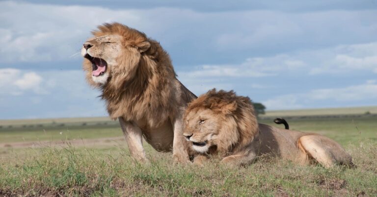 How Long Can a Lion Live Without Food - Explore the Best Outdoor Gear ...