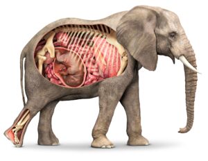 How Many Stomachs Does an Elephant Have - Explore the Best Outdoor Gear ...