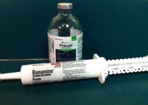 How Much Bute to Give a Horse - Explore the Best Outdoor Gear, Animal ...