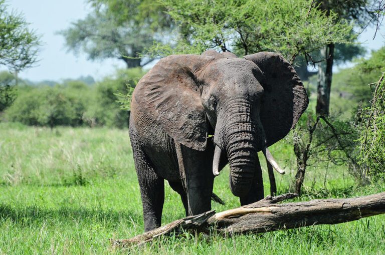 How Strong is an Elephant - Explore the Best Outdoor Gear, Animal ...