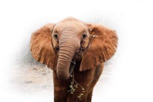 How to Adopt an Elephant - Explore the Best Outdoor Gear, Animal Guides ...