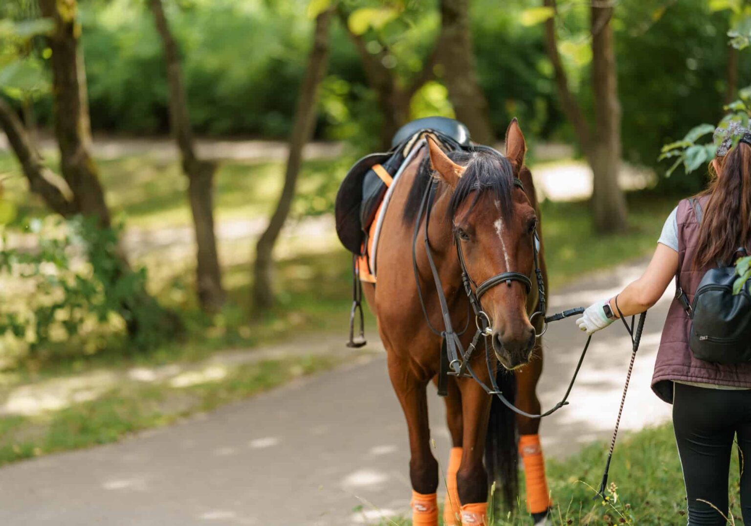 How to Break a Horse - Explore the Best Outdoor Gear, Animal Guides ...