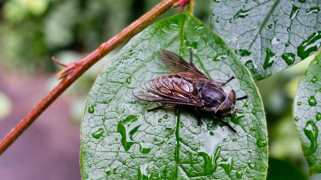 How to Catch a Horse Fly in the House - Explore the Best Outdoor Gear ...