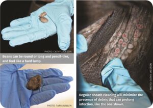 How to Clean Horse Sheath - Explore the Best Outdoor Gear, Animal ...