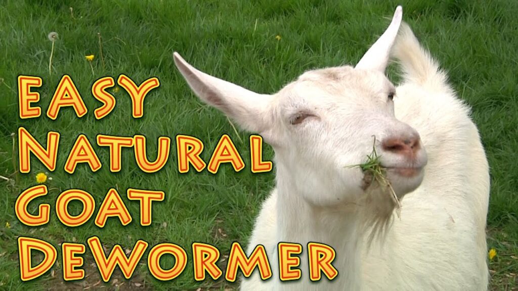 How to Deworm Goats - Explore the Best Outdoor Gear, Animal Guides, and ...