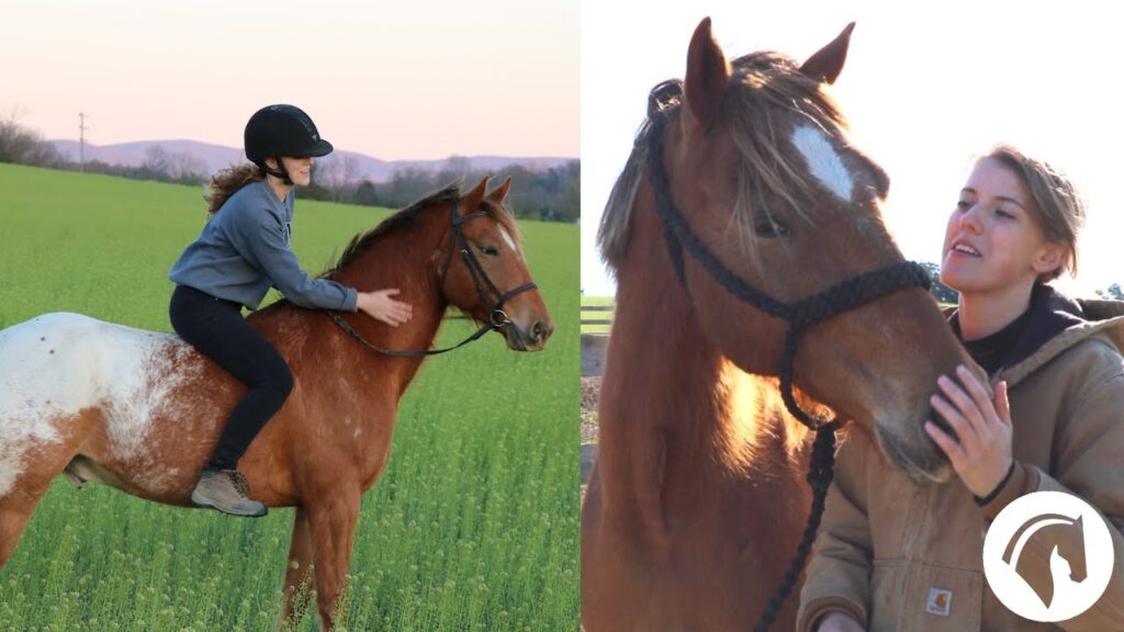 How to Get a Horse to Trust You - Explore the Best Outdoor Gear, Animal ...